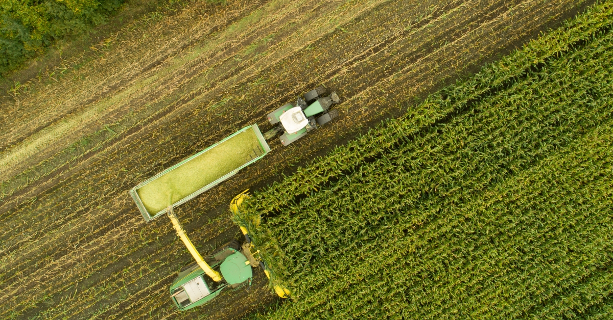 National Beef Wire Early Corn Silage Chopping Good Or Bad national-beef-wire-early-corn-silage-chopping-good-or-bad